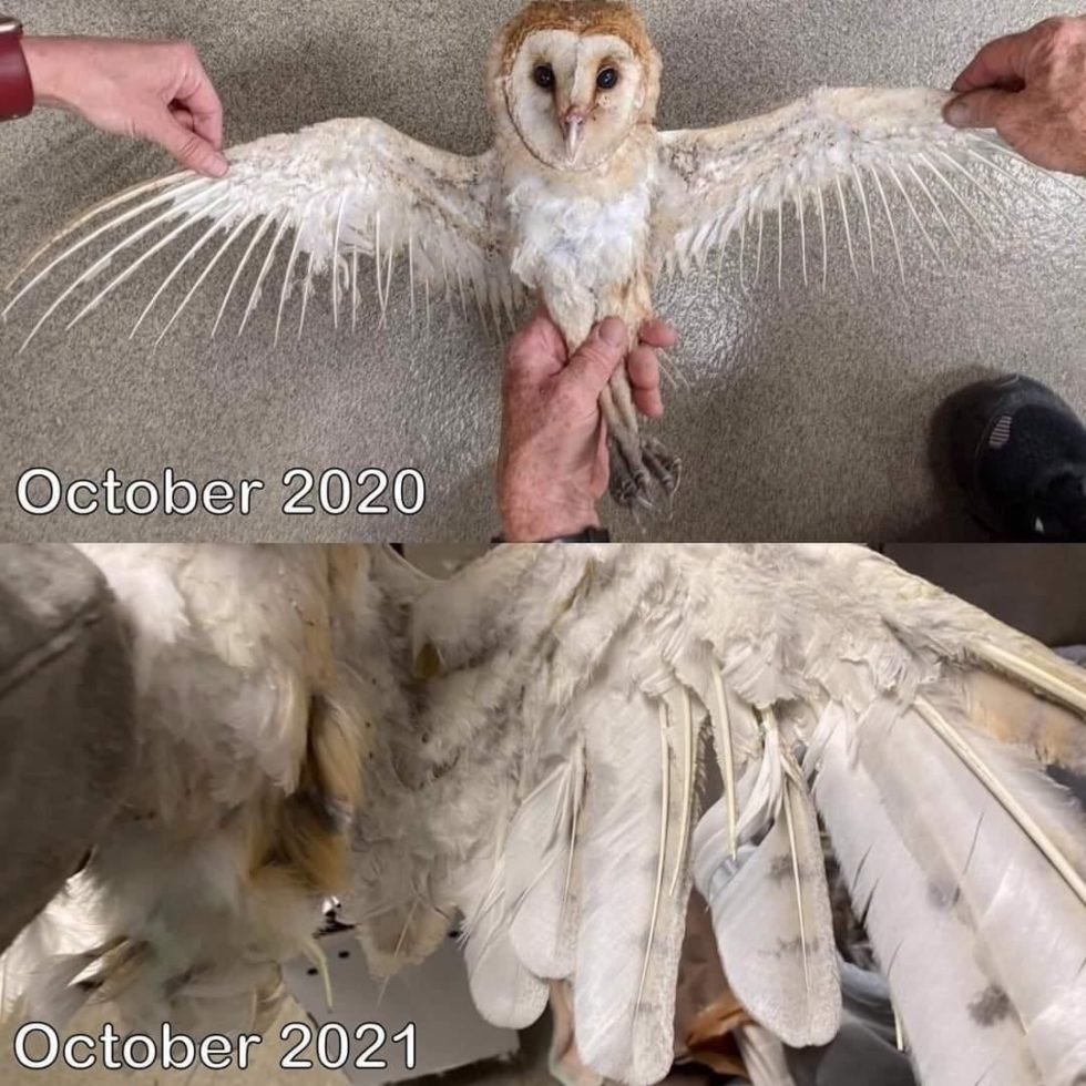 About Serrano Animal & Bird Hospital in Lake Forest, CA