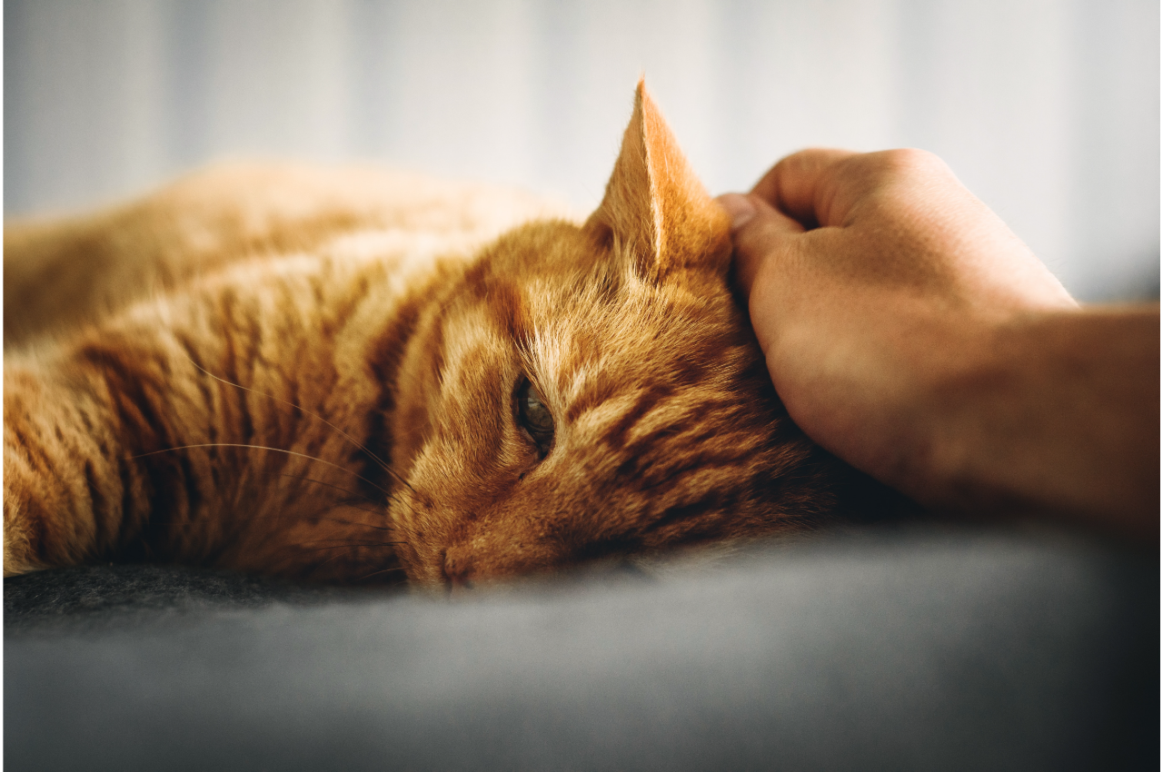 How to Prepare for Your Pet’s Passing | Serrano Animal & Bird Hospital